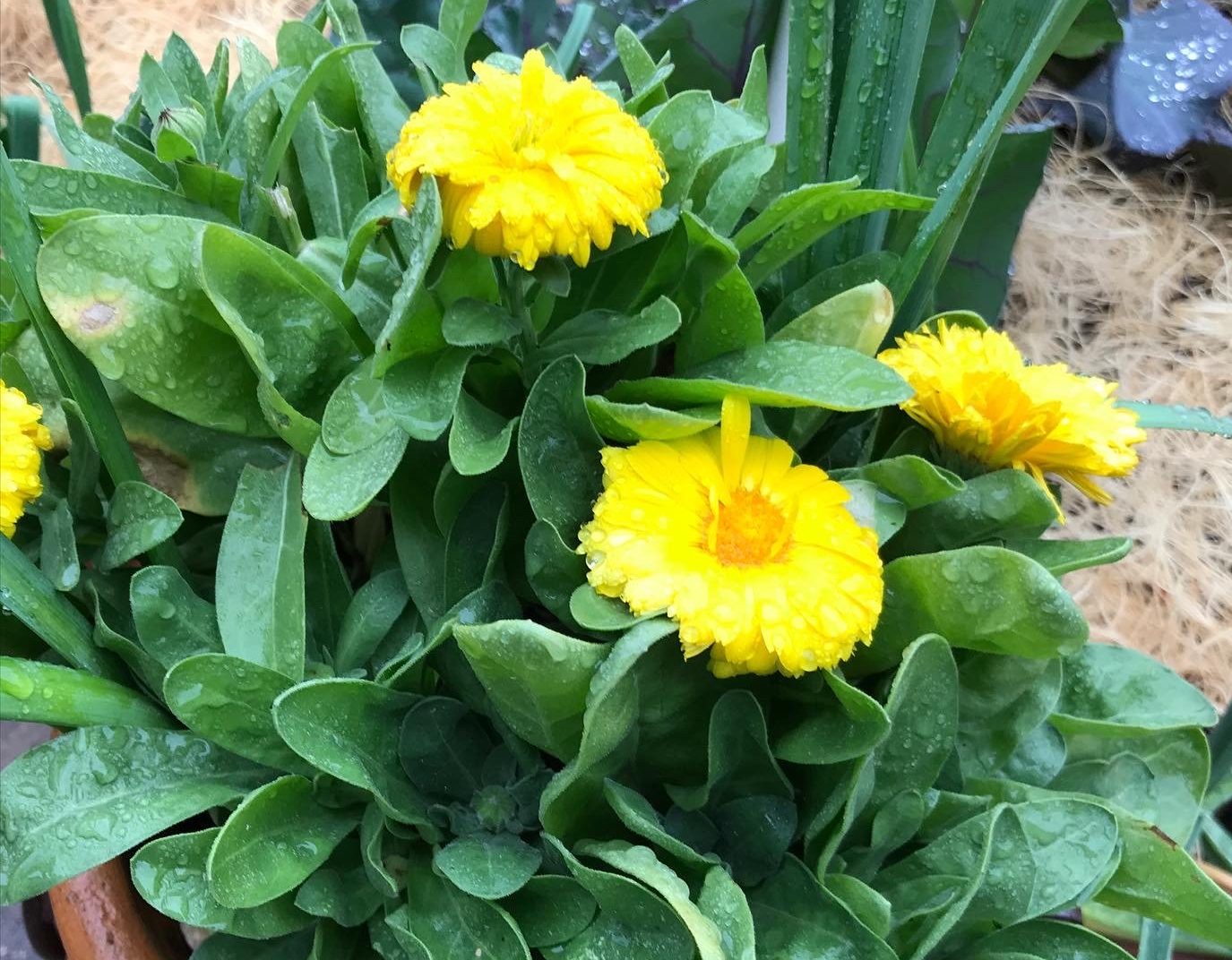 How to Grow Calendula In Central Texas - Wellness Gardens
