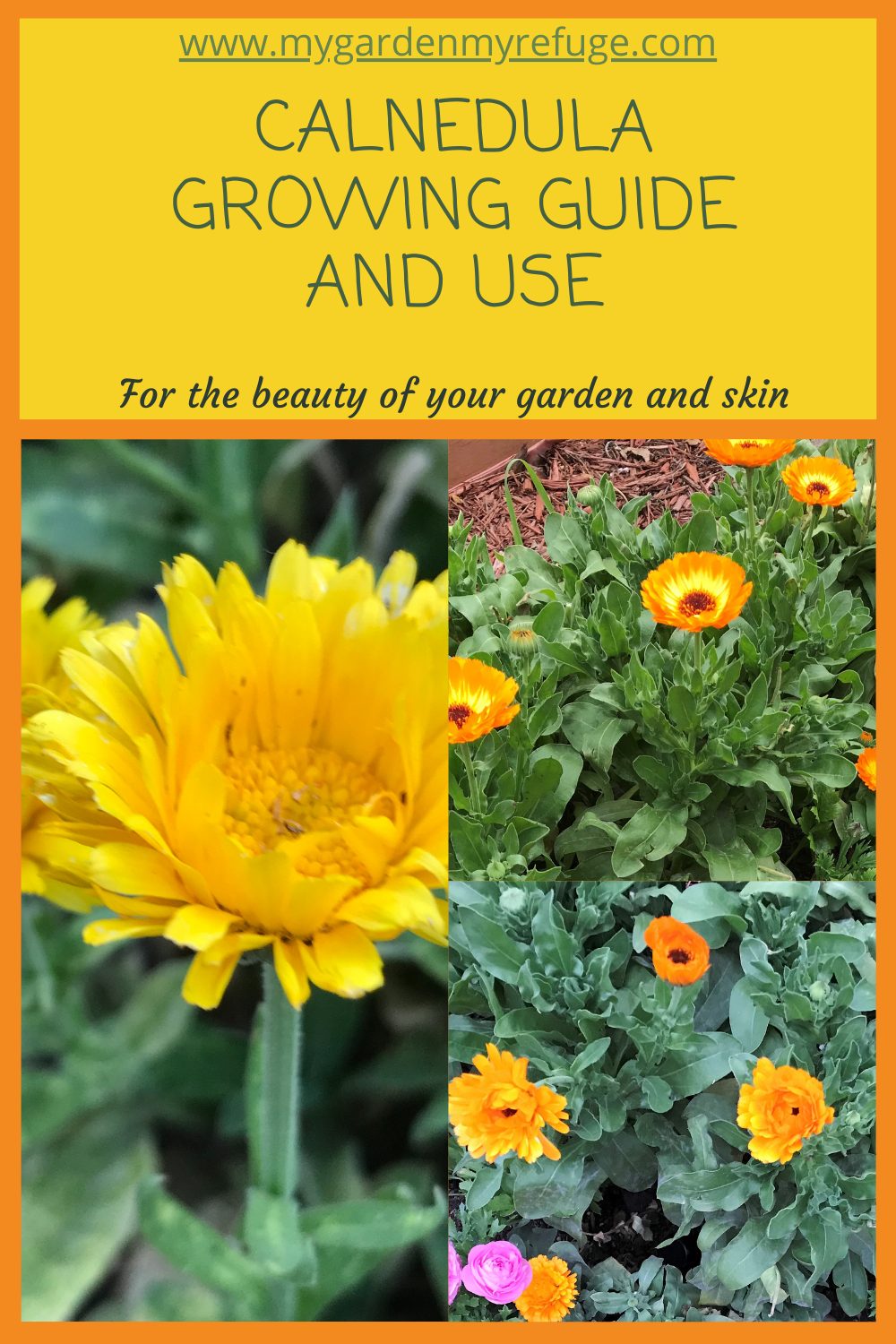 How to Grow Calendula In Central Texas - My Garden My Refuge