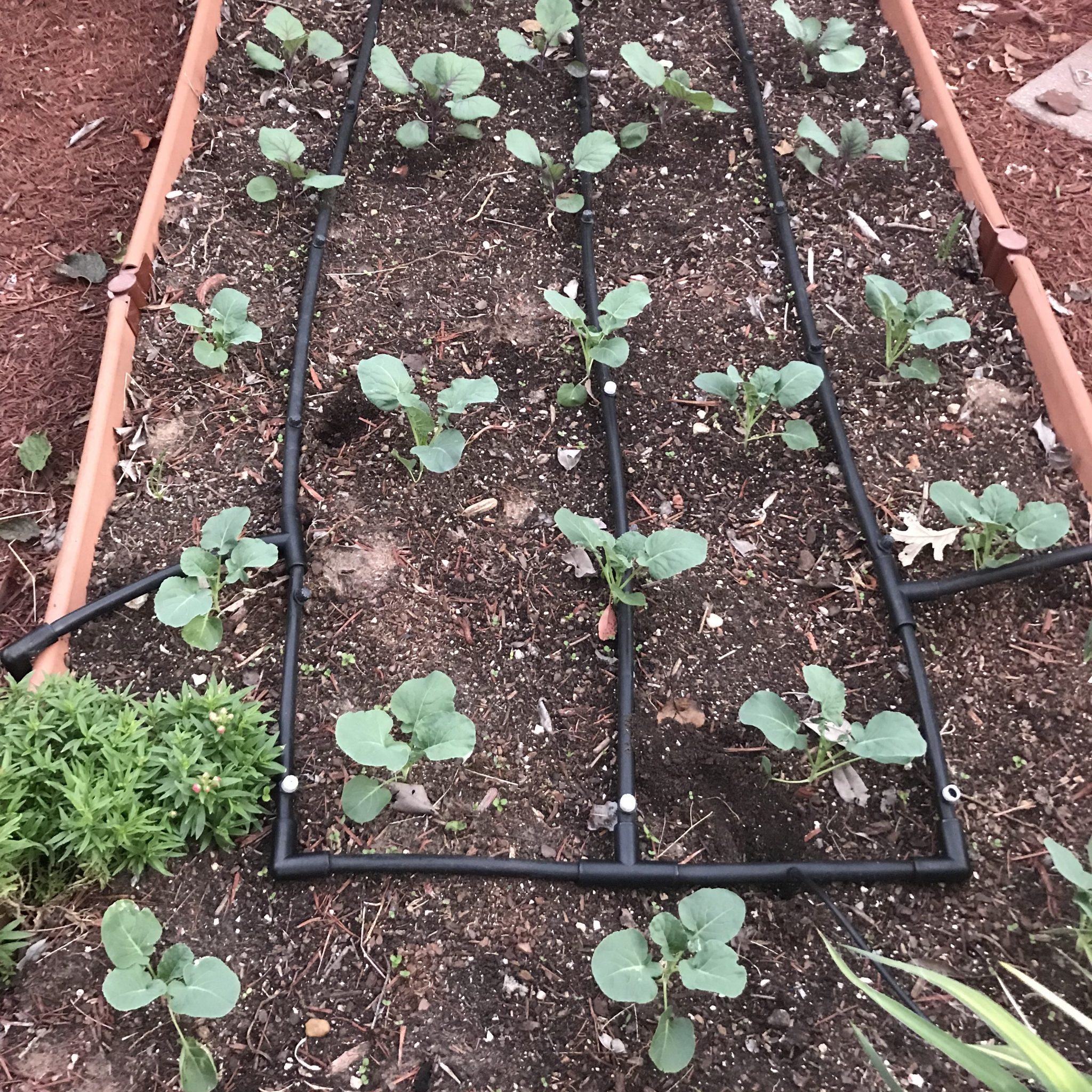 Vegetable Garden Irrigation the Simple Way - Wellness Gardens