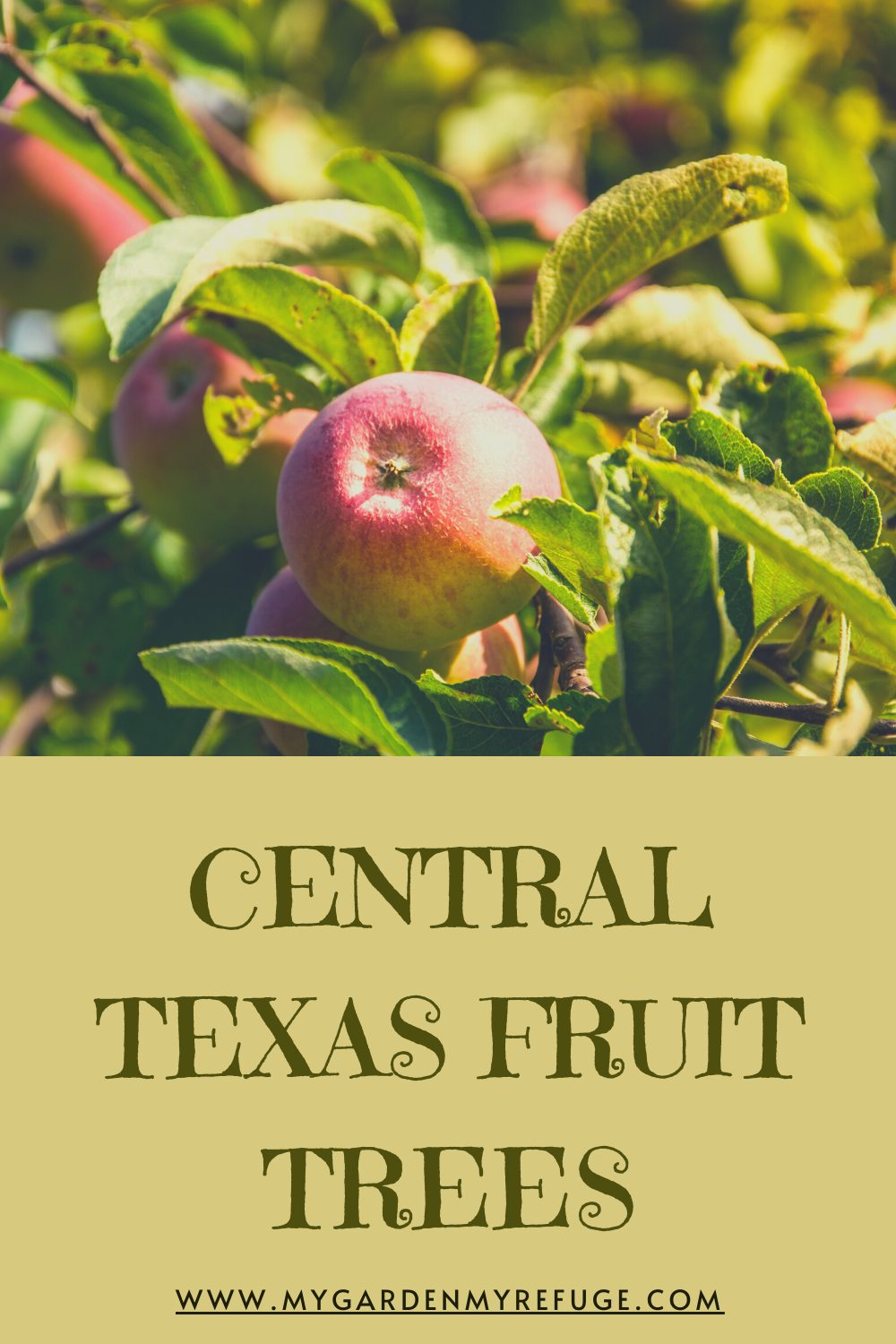 Complete Guide to Growing Fruit Trees in Central Texas - Wellness Gardens