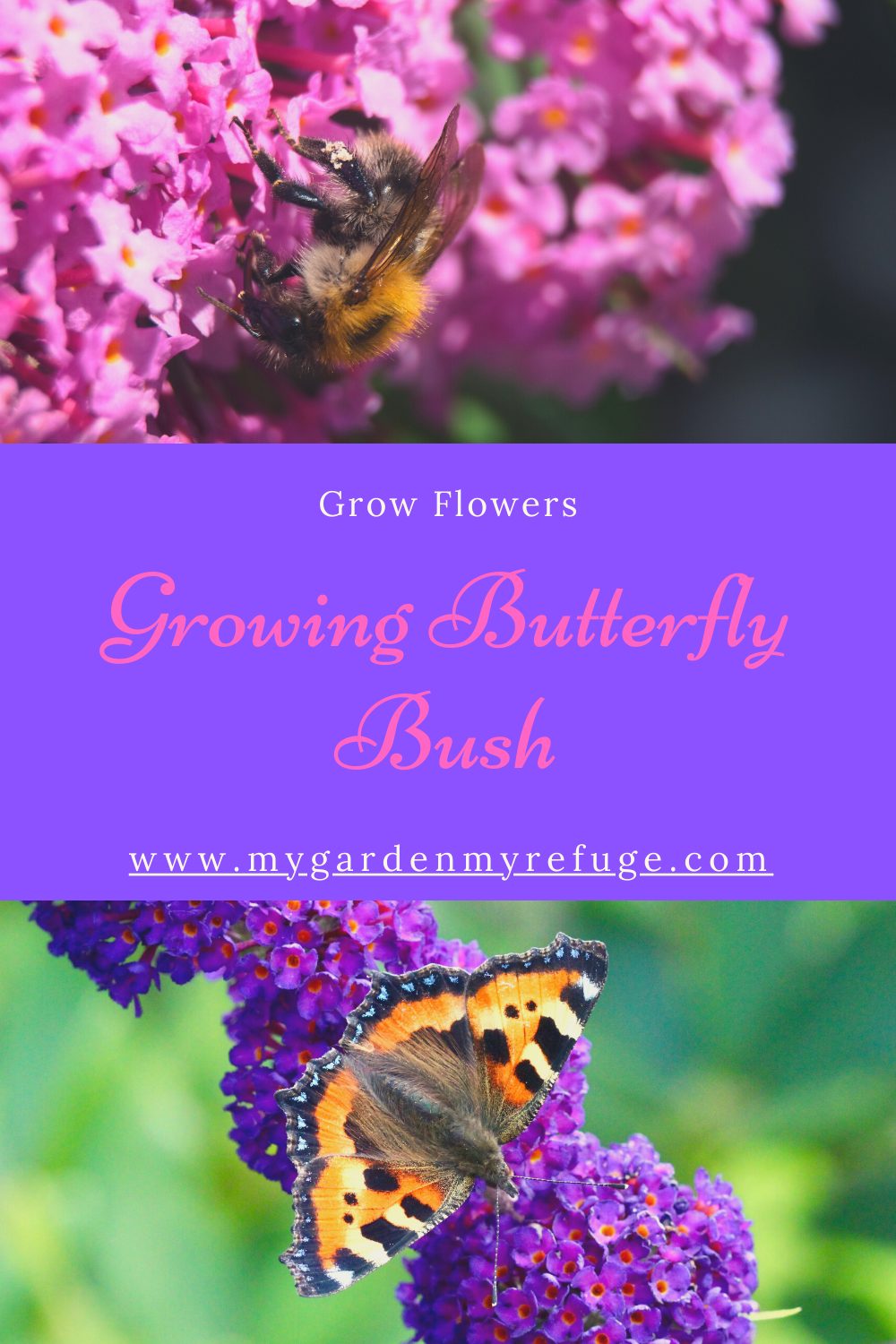How to Grow Butterfly Bush (Buddleia) - Wellness Gardens